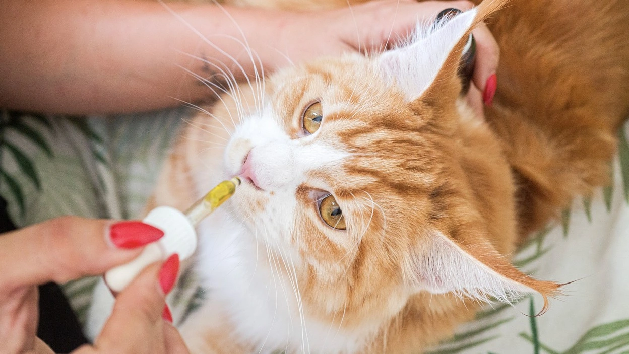 Huile de CBD pour le chat : une bonne idée ou une erreur à éviter ...